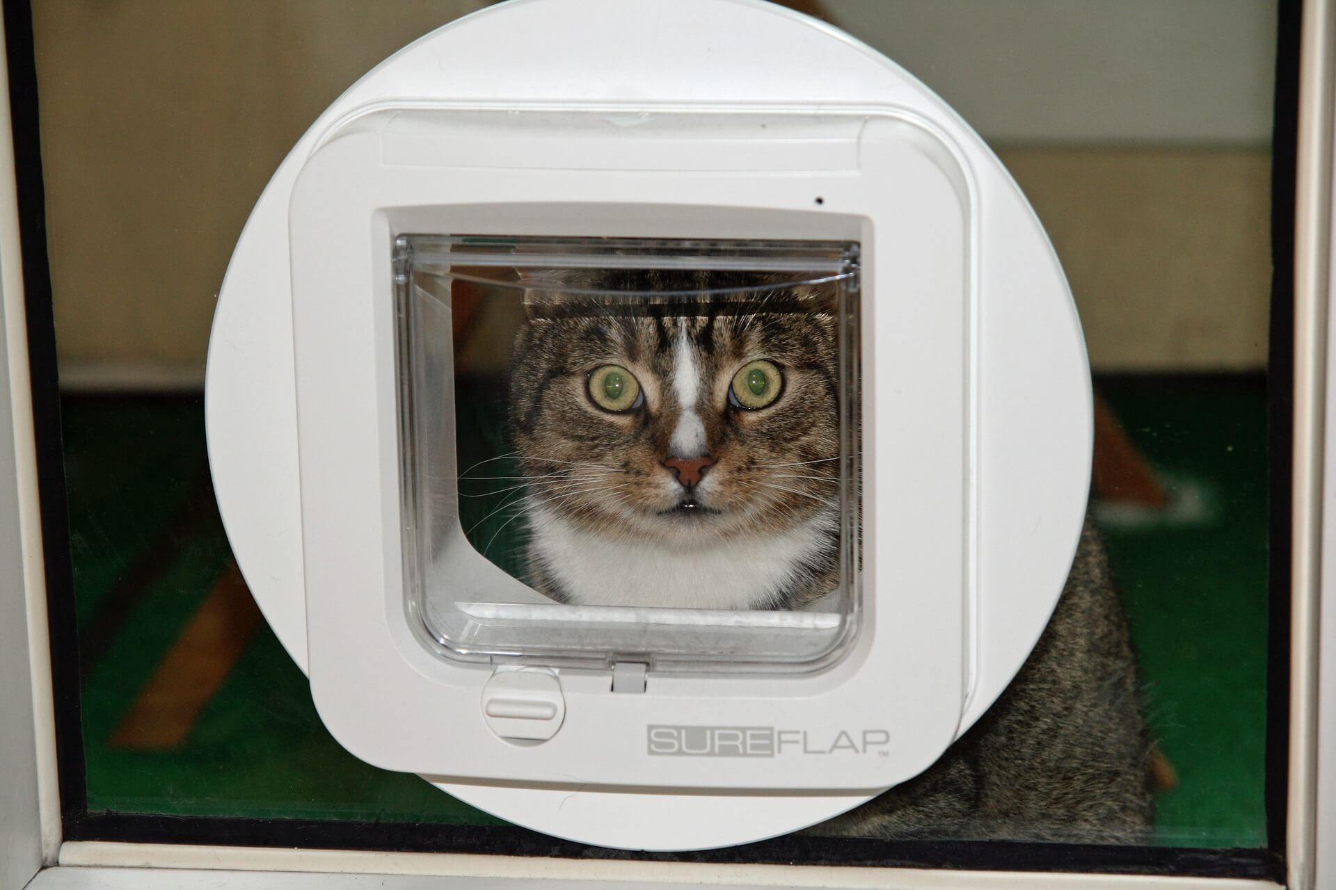 Are Cat Flaps Becoming A New Trend? - Montrose Glass