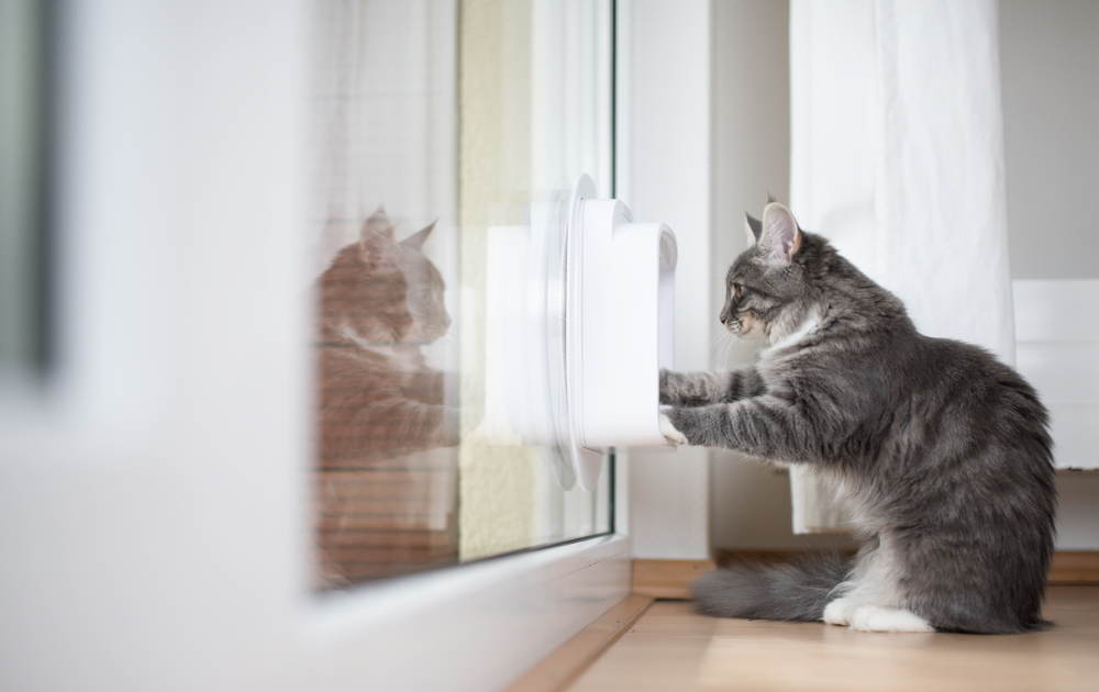 Tips To Prepare Your Home For A New Cat Flap Fitting